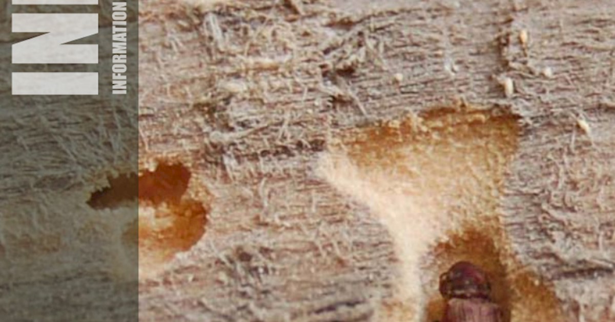 Inform Guide: Insect Attack to Timber | Historic Environment Scotland